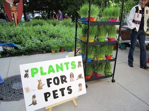 Chalk it up: Market Square Farm Market is back! - Blue StreakBlue Streak