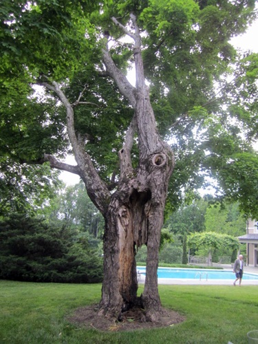 Figs and fun greet Botanical Garden fans - Blue StreakBlue Streak