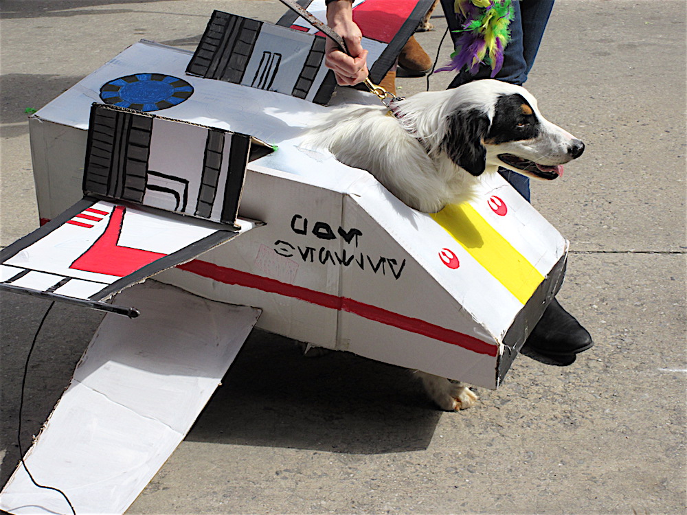 Canine cuteness conquers downtown - Blue StreakBlue Streak