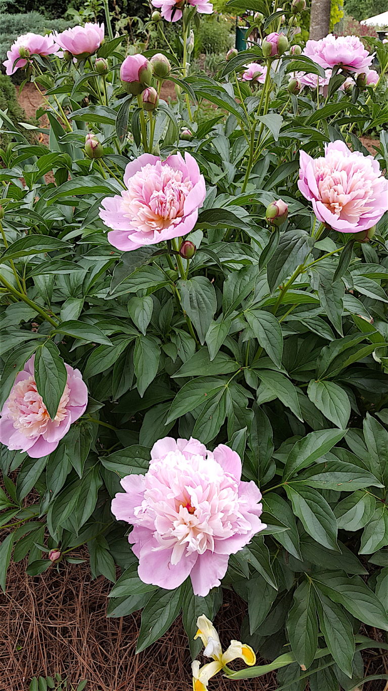 UT Gardens honor major donor - and peonies! - Blue StreakBlue Streak