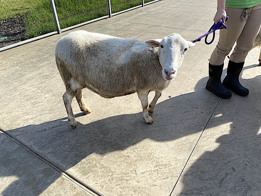 Zoofari brings fun - and big bucks! - to Zoo Knoxville - Blue ...