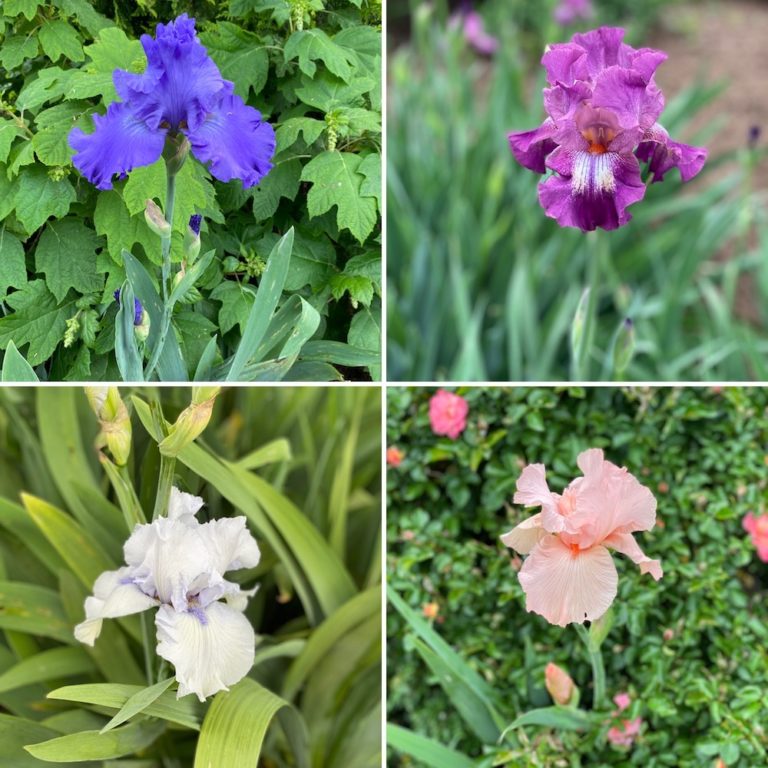 UT Gardens Gala: worm castings and wine! - Blue StreakBlue Streak
