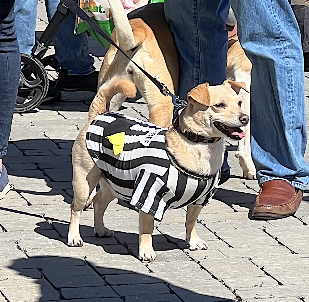 Mardi Growl '23: You can't stop smiling! - Blue StreakBlue Streak