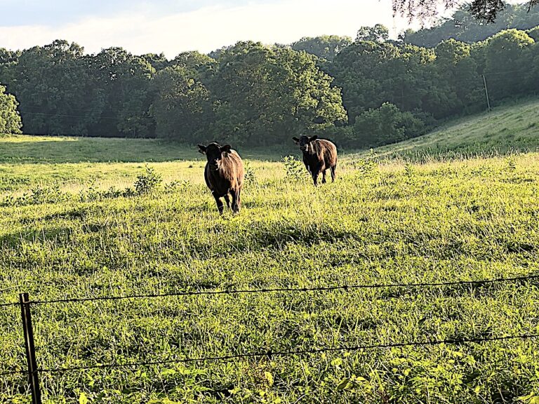 Friends have "Fun on Farm" for a good cause - Blue StreakBlue Streak