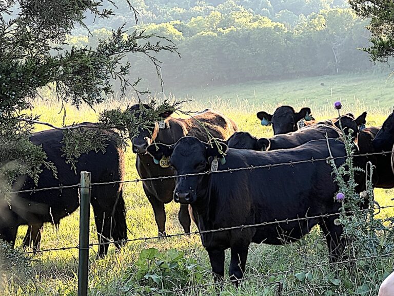 Friends have "Fun on Farm" for a good cause - Blue StreakBlue Streak