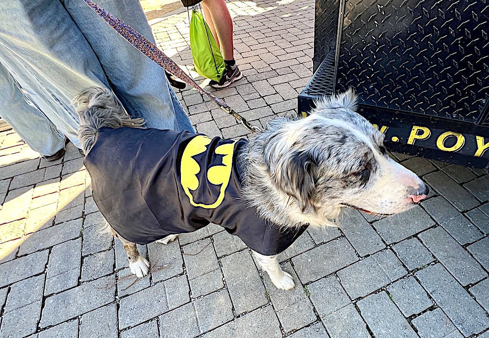 Mardi Growl: Dogs, music and blessings for 18th year! - Blue StreakBlue ...